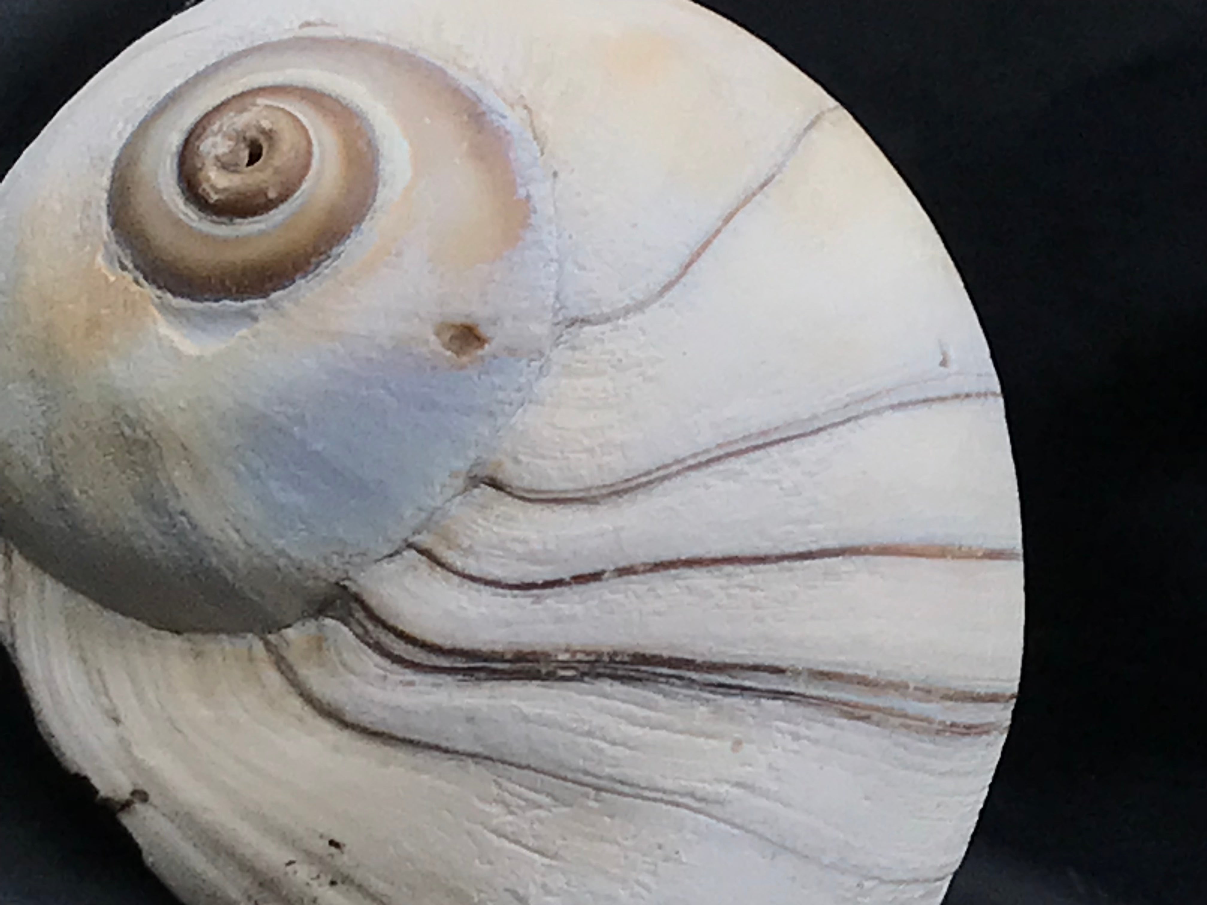Moon Snails – tidal-zone-silver-studio